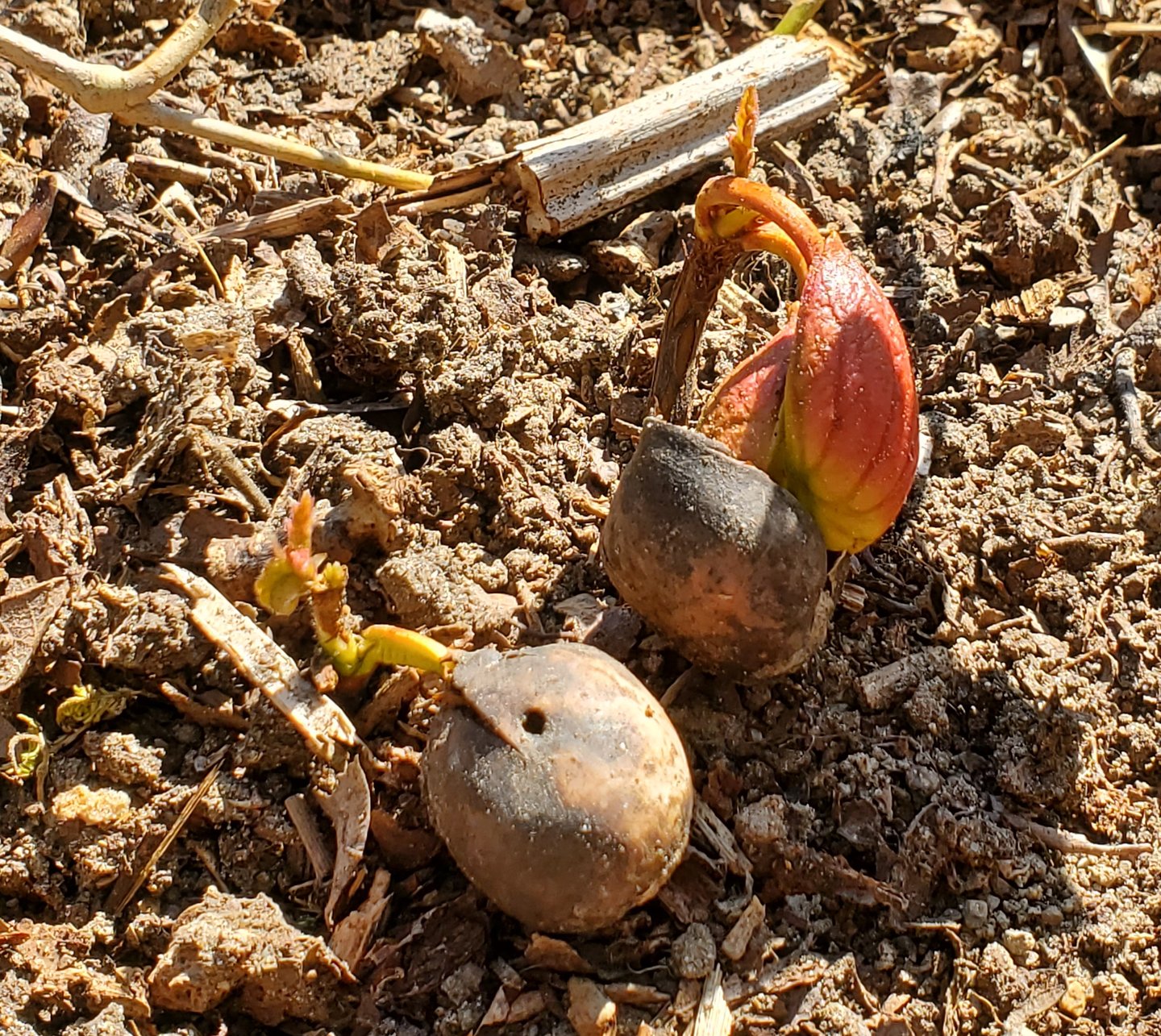 Garry Oak Ecosystem Restoration Update